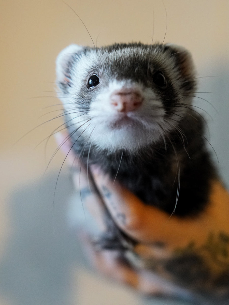 Sanctuary For The Month Of December